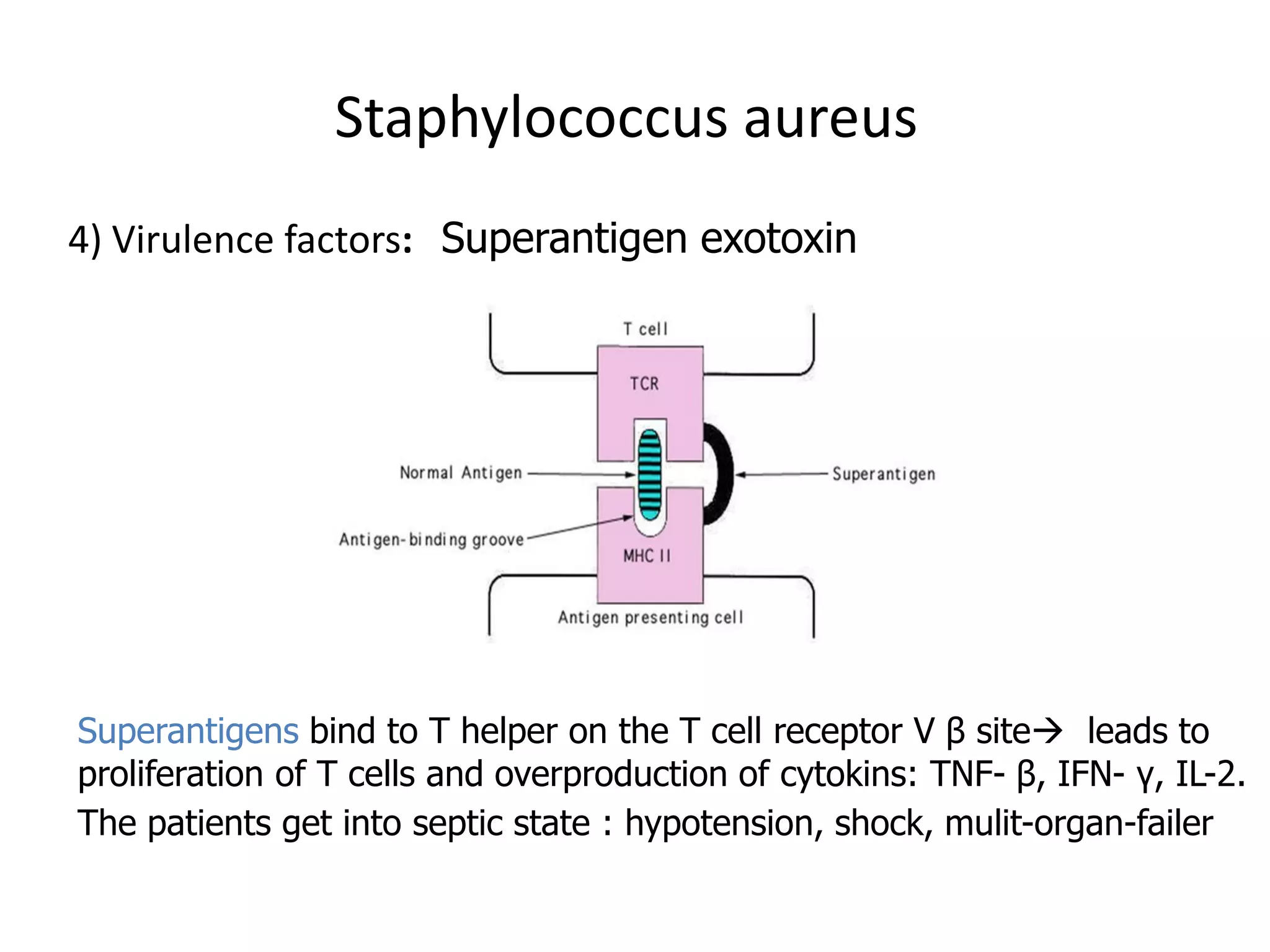 Staphylococcus.pdf