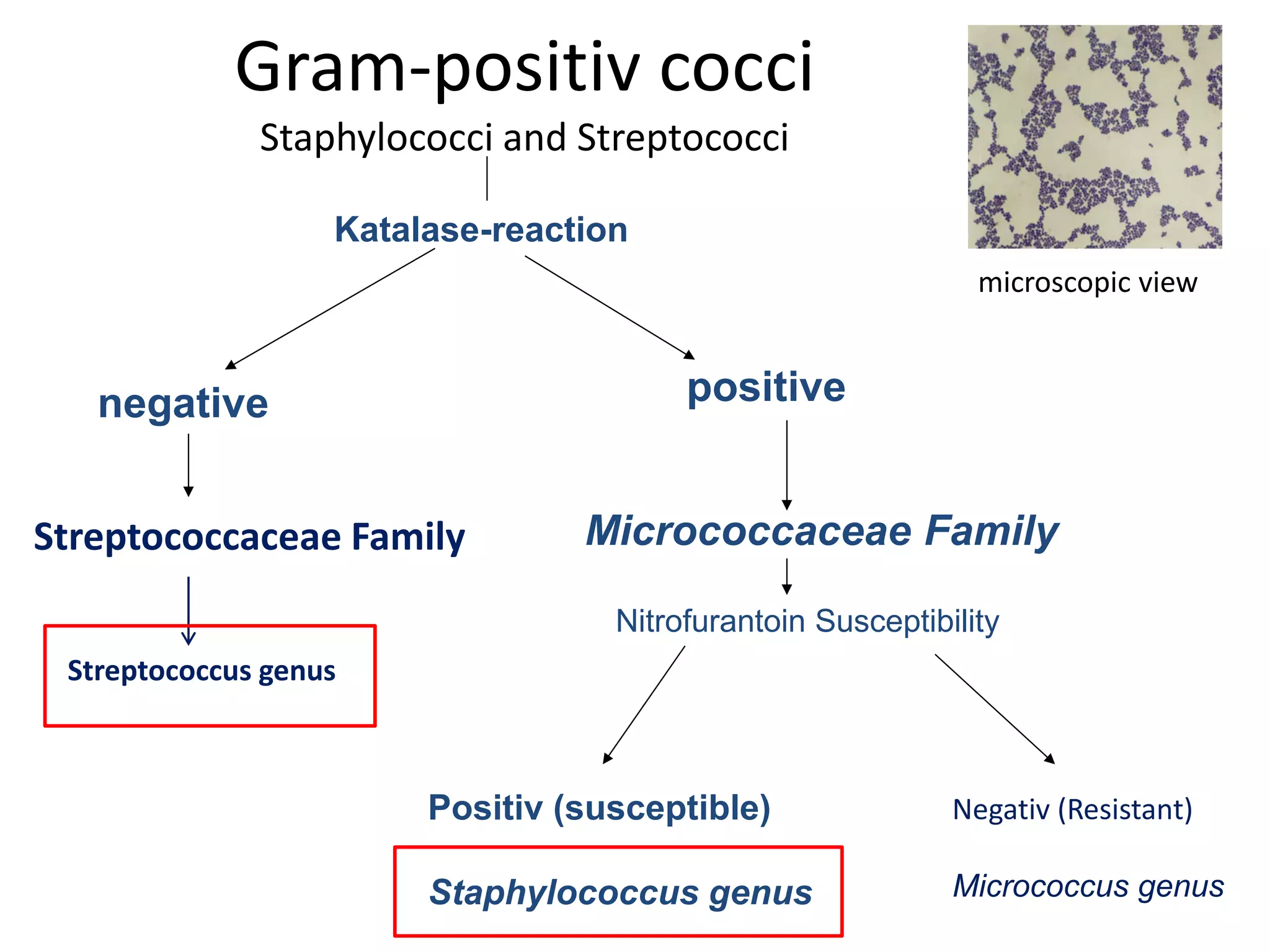 Staphylococcus.pdf