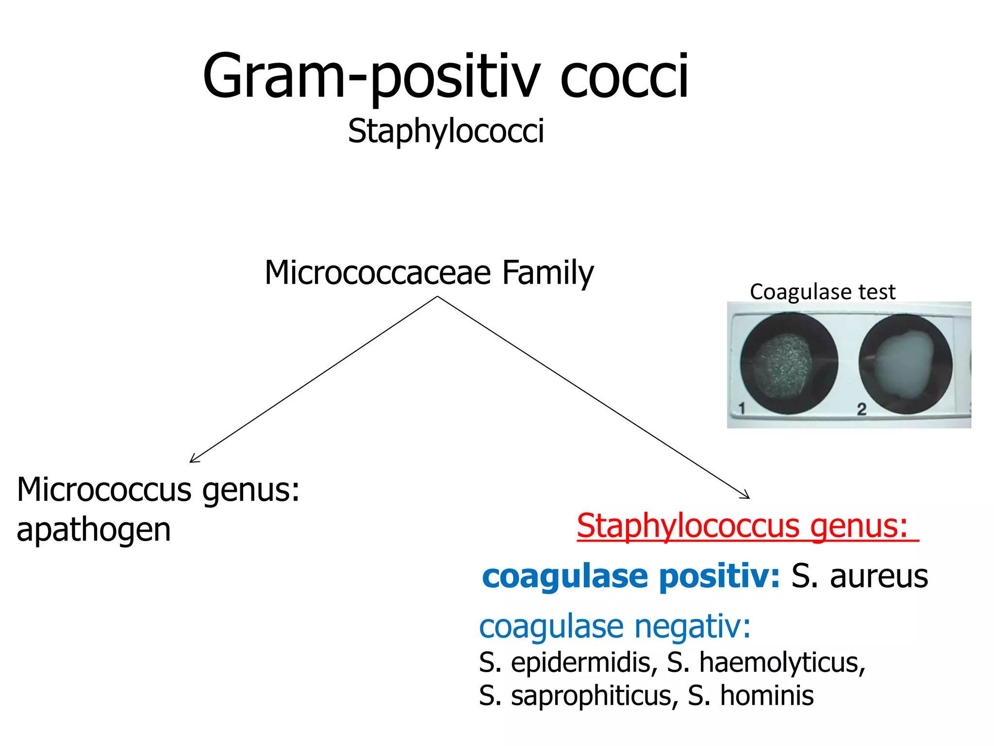 Staphylococcus.pdf