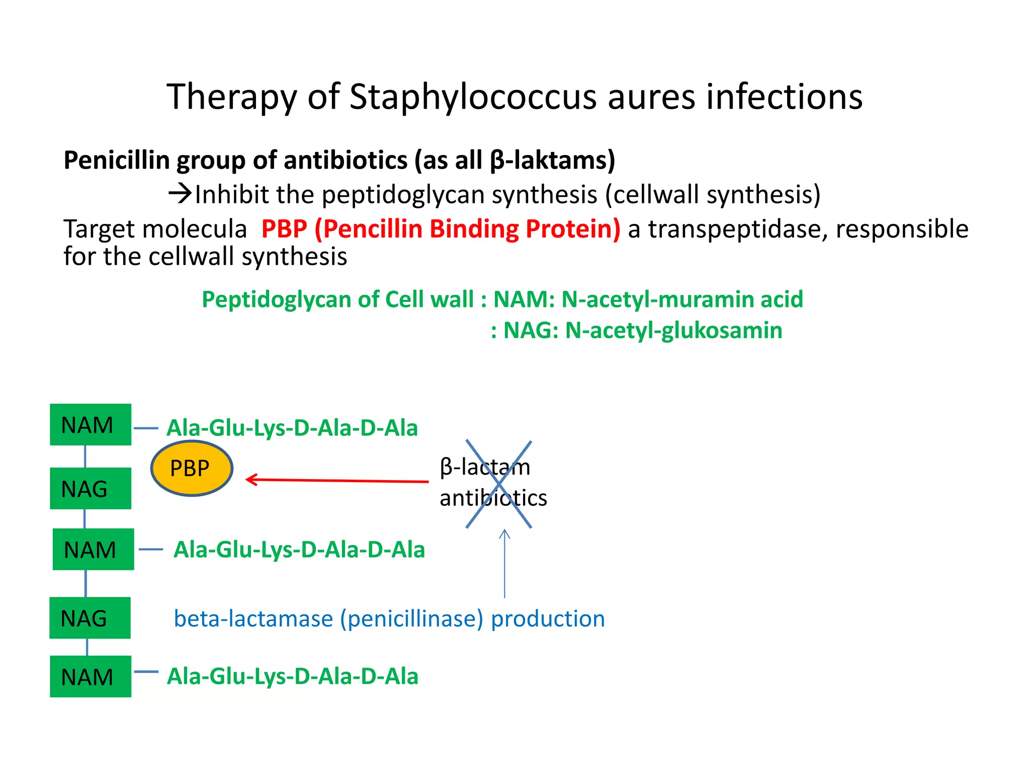 Staphylococcus.pdf