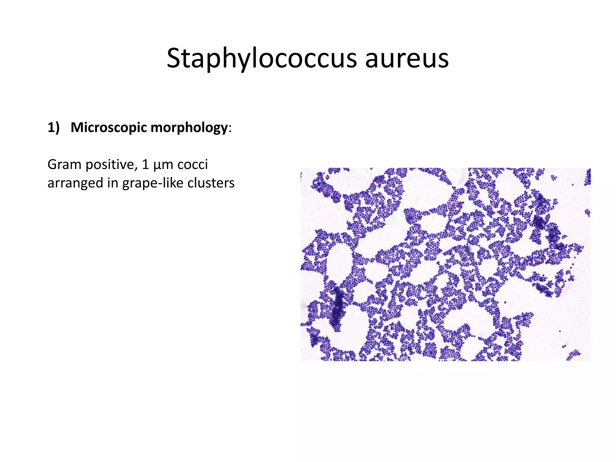 Staphylococcus.pdf