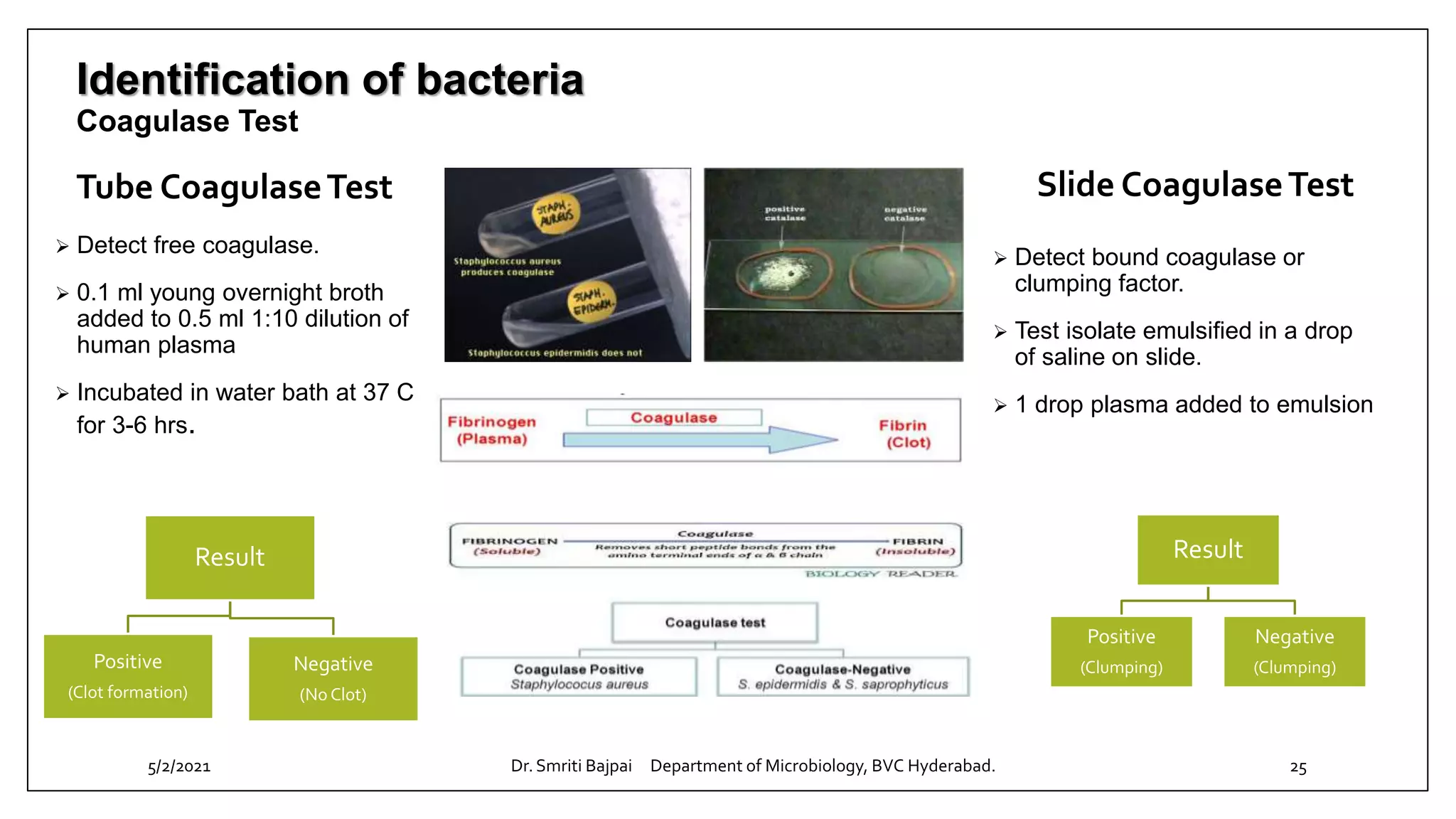 Staphylococcus.pptx