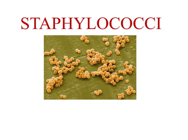 staphylococcus-.pdf