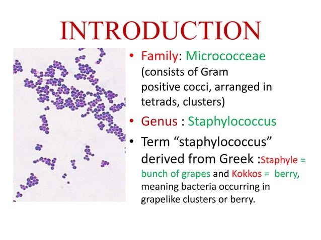 staphylococcus-.pdf