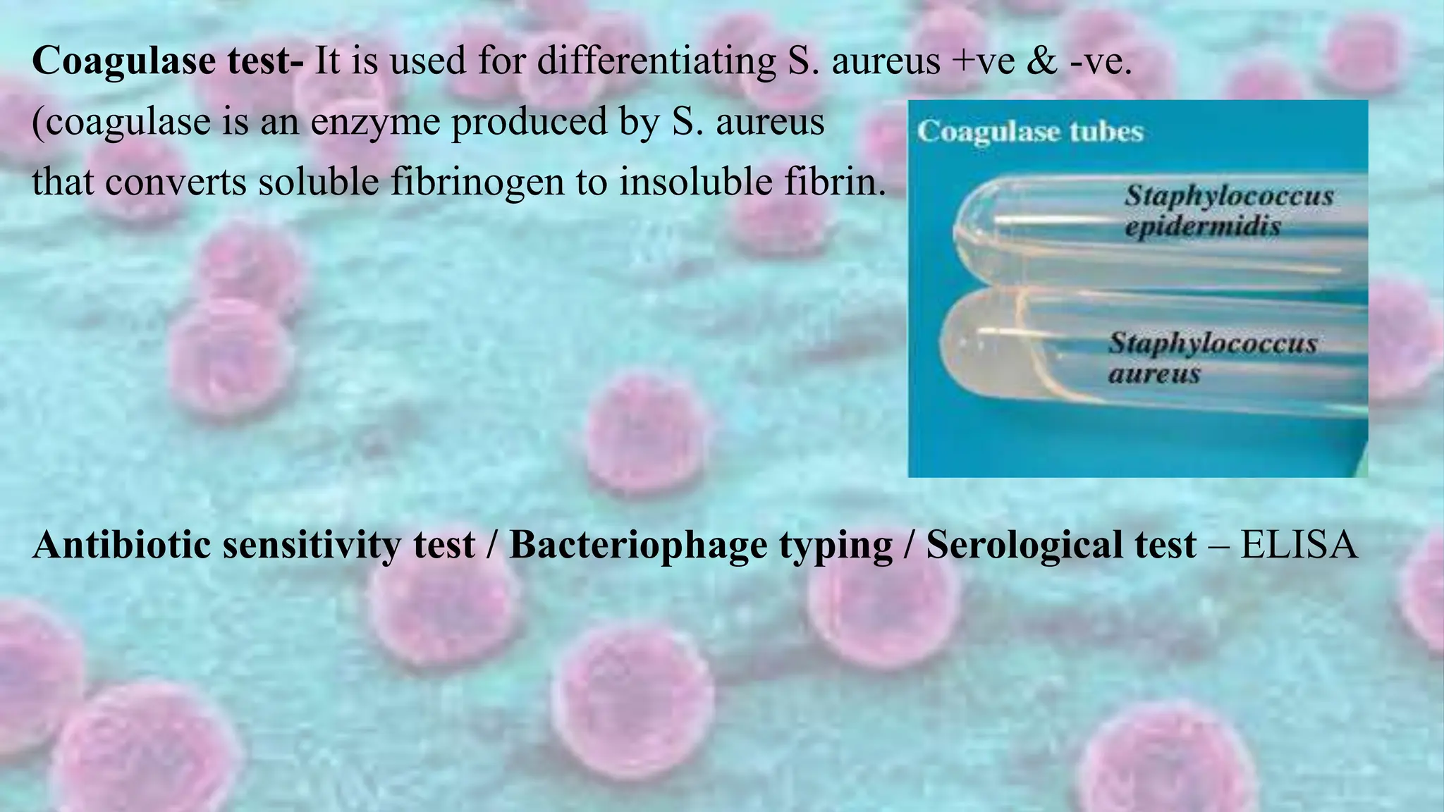 Staphylococcus.pptx