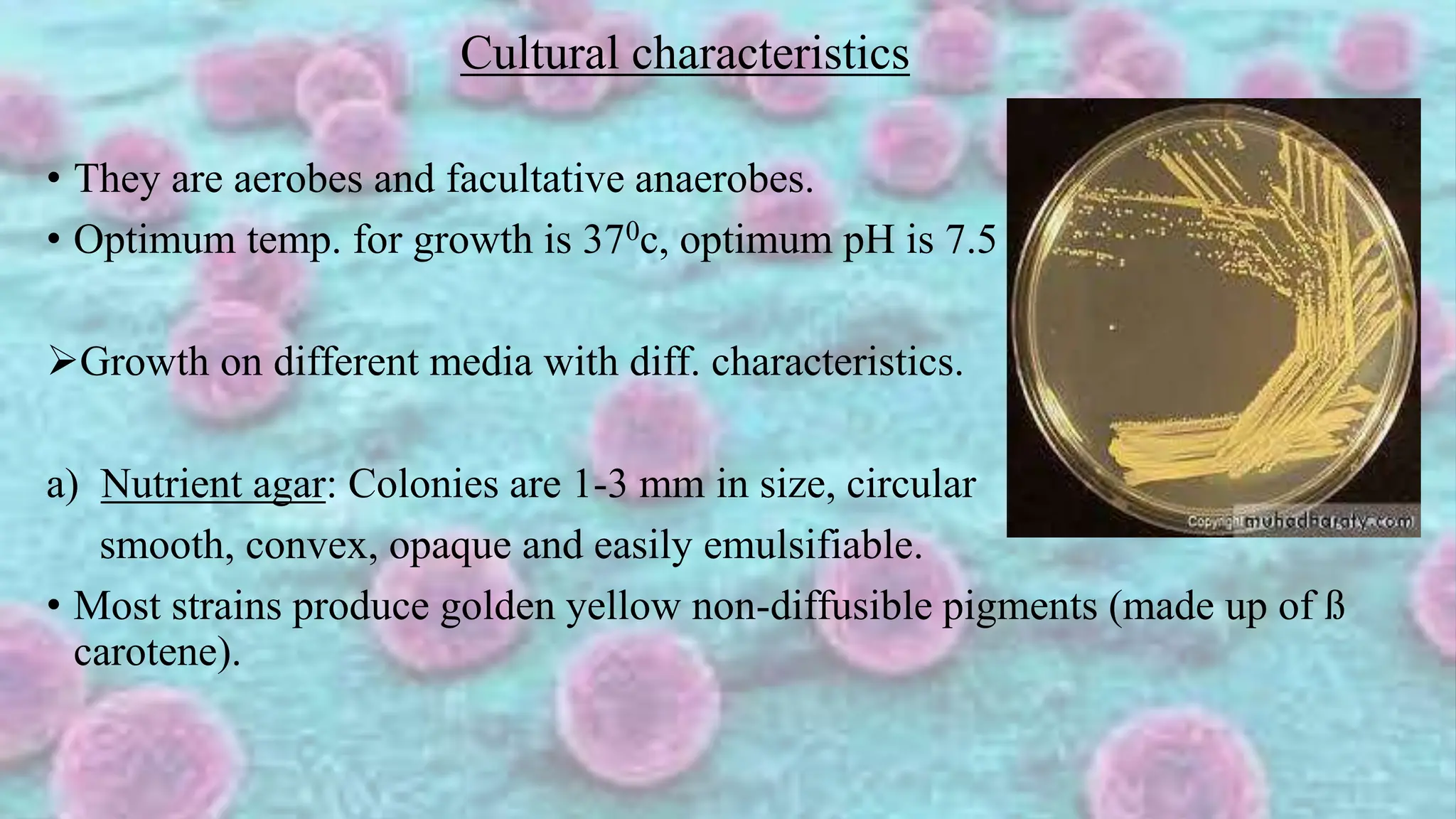 Staphylococcus.pptx