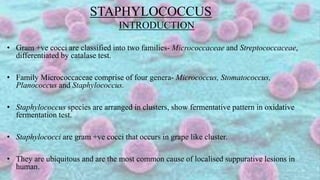 Staphylococcus.pptx
