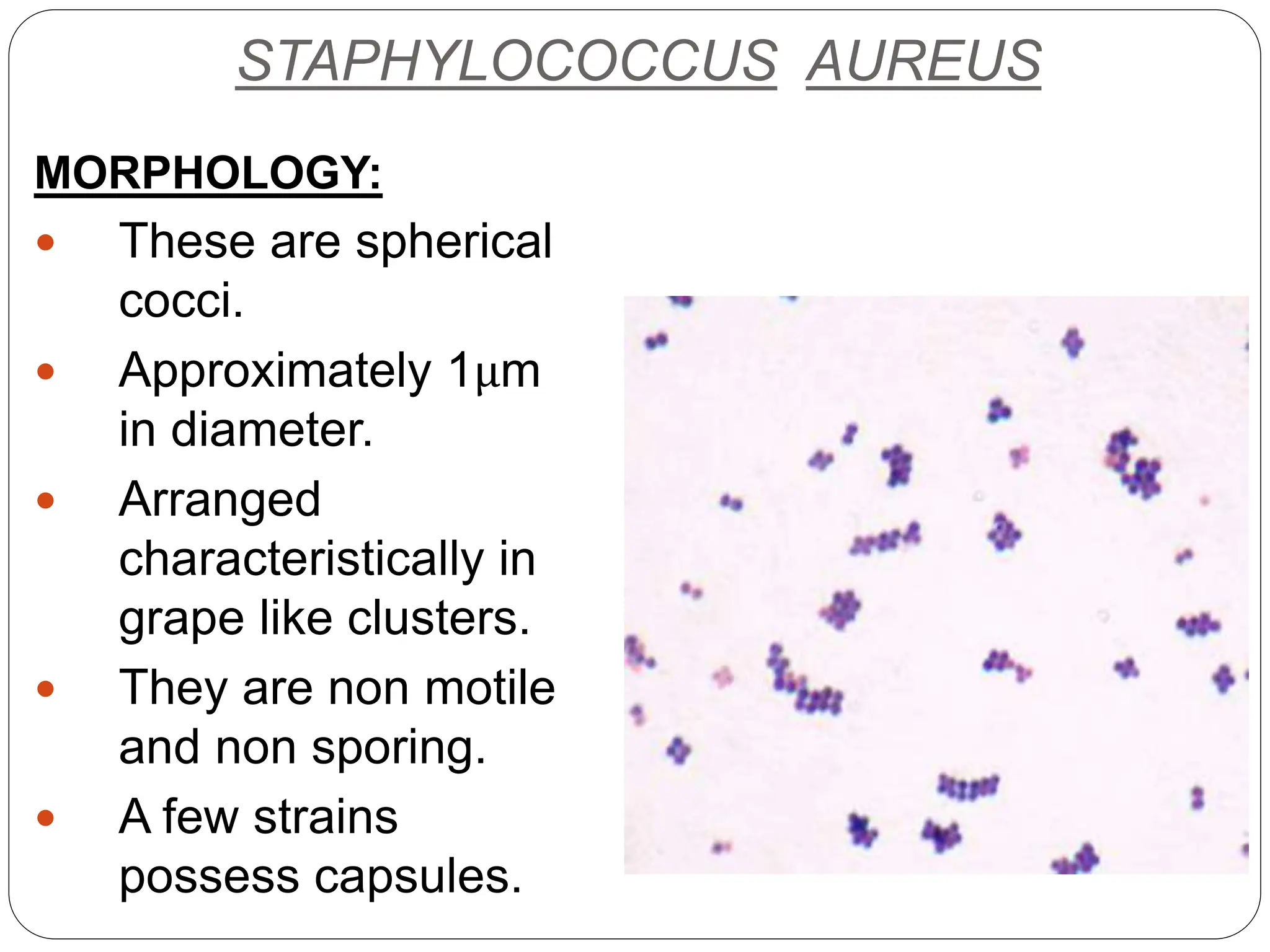 Staphylococcus.ppt.........ali.rasool.badr