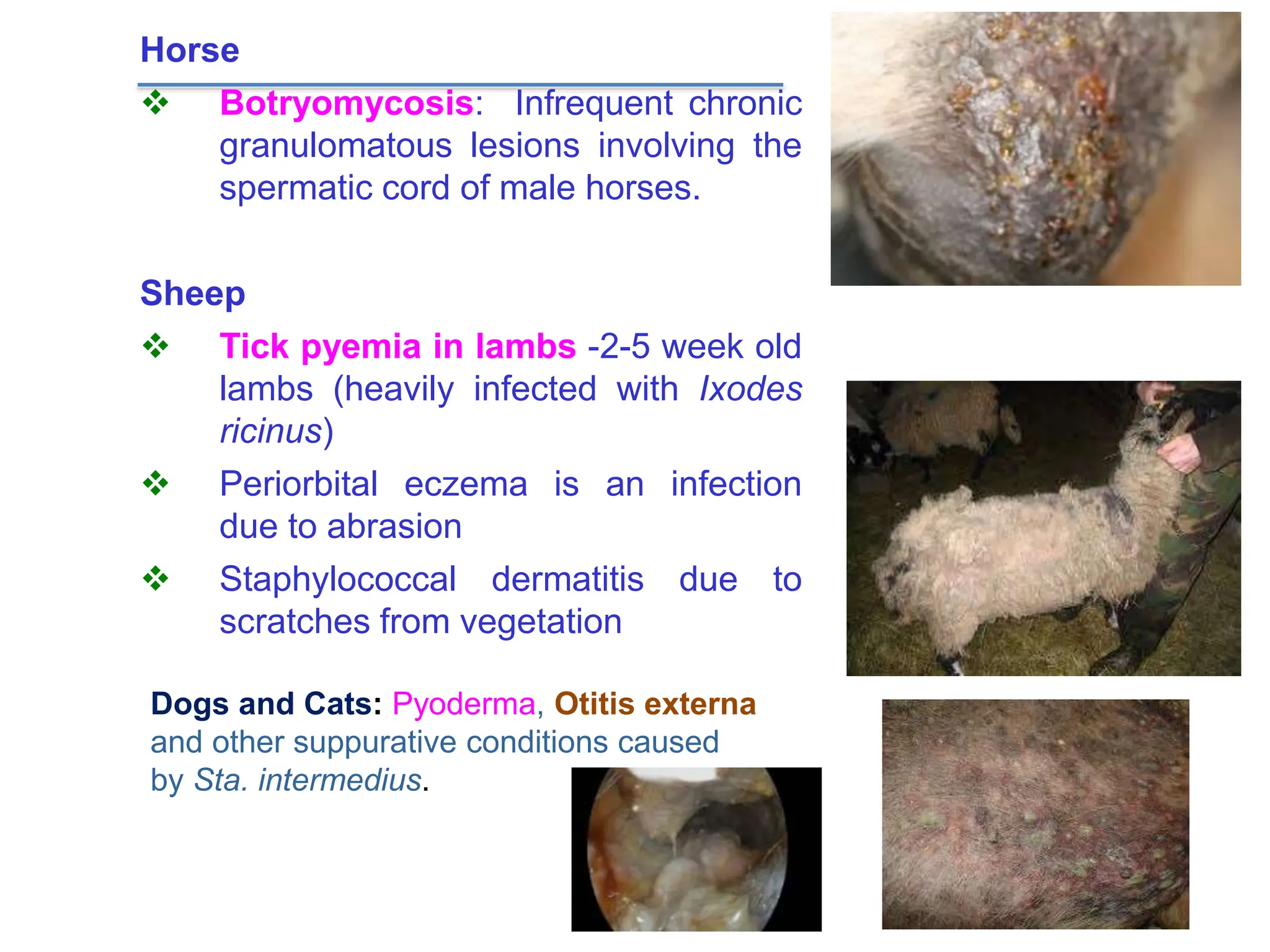 Staphylococcus.ppt veterinary microbiology | PPT