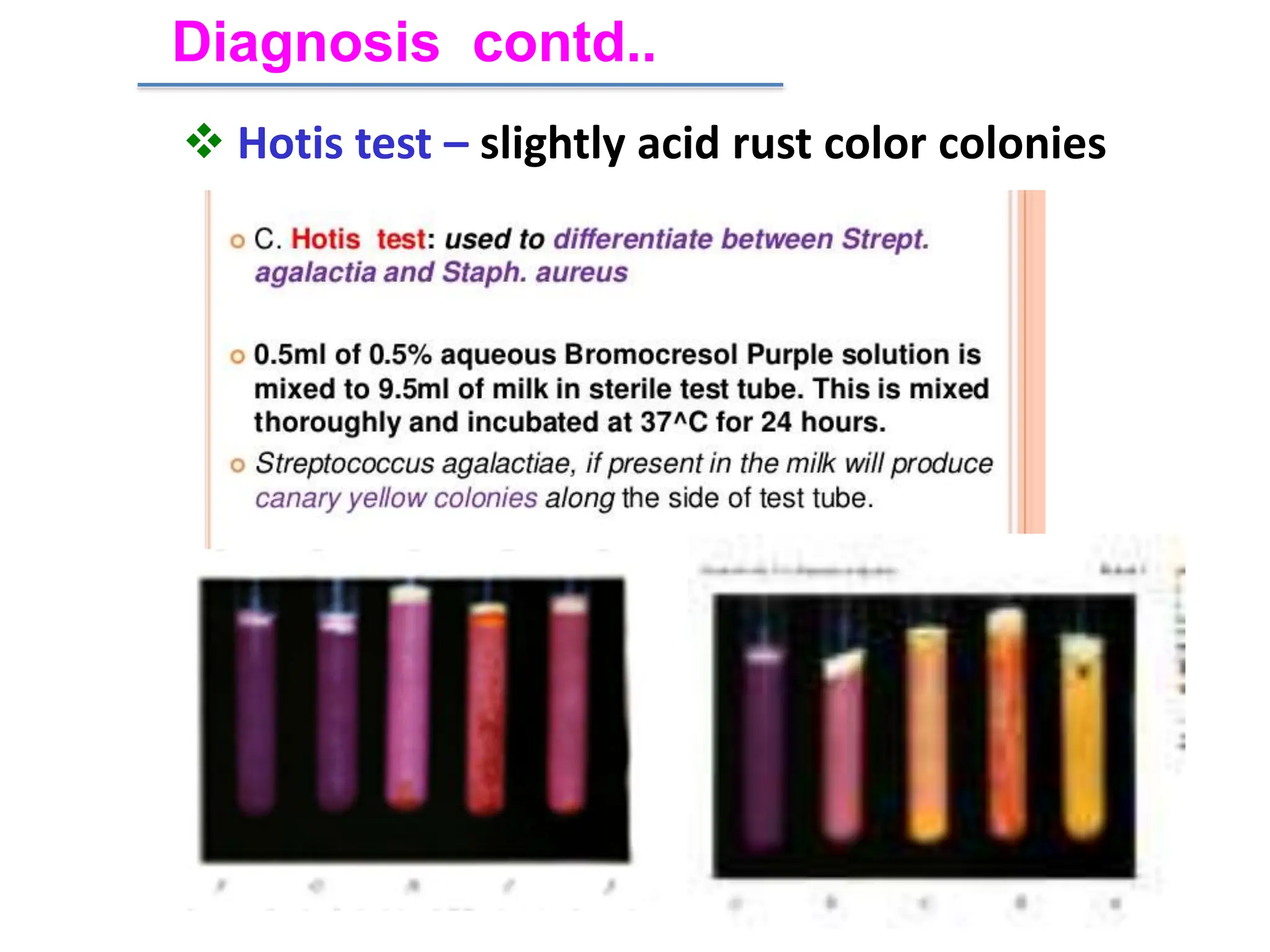 Staphylococcus.ppt veterinary microbiology | PPT