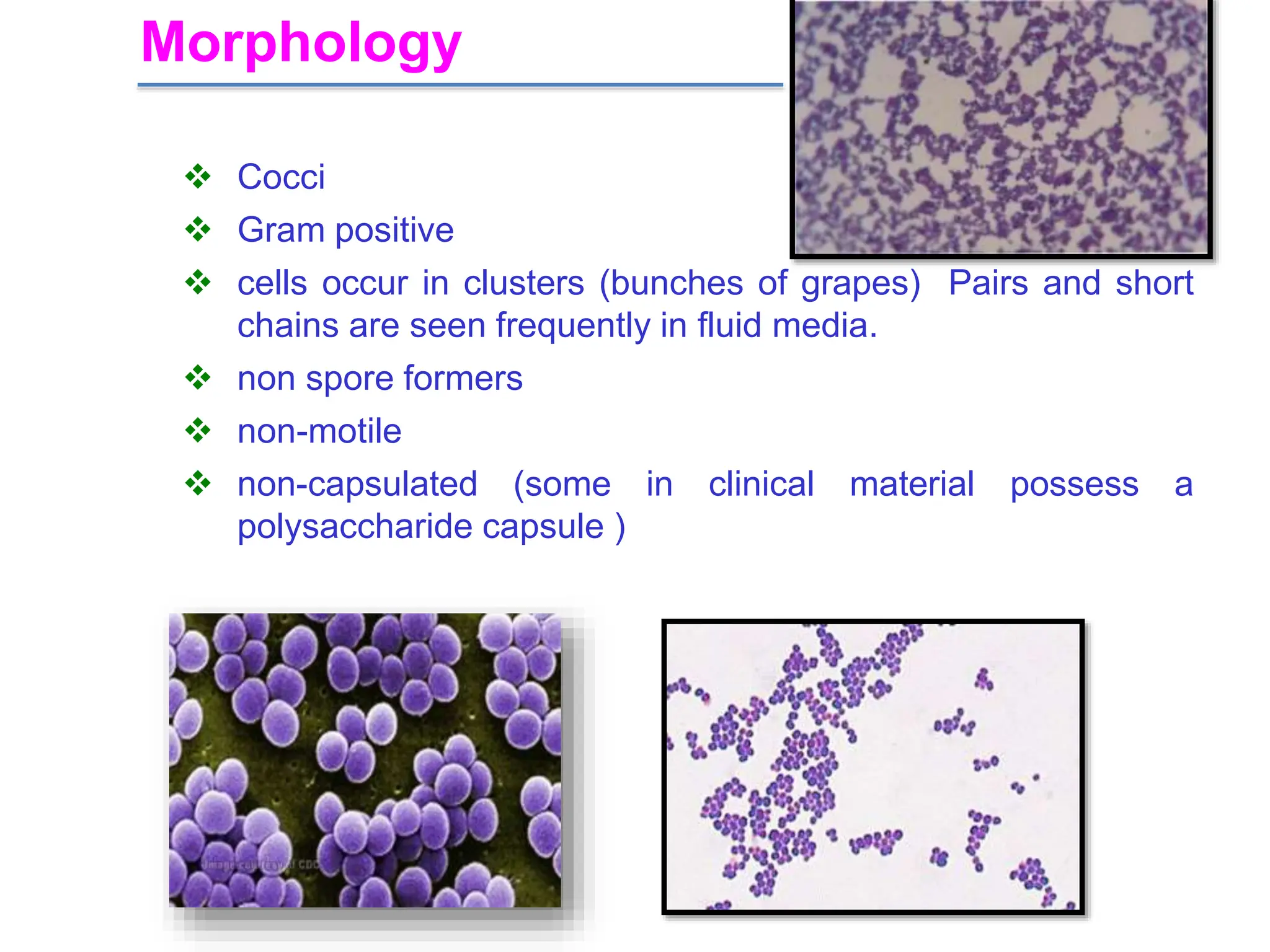 Staphylococcus.ppt veterinary microbiology | PPT