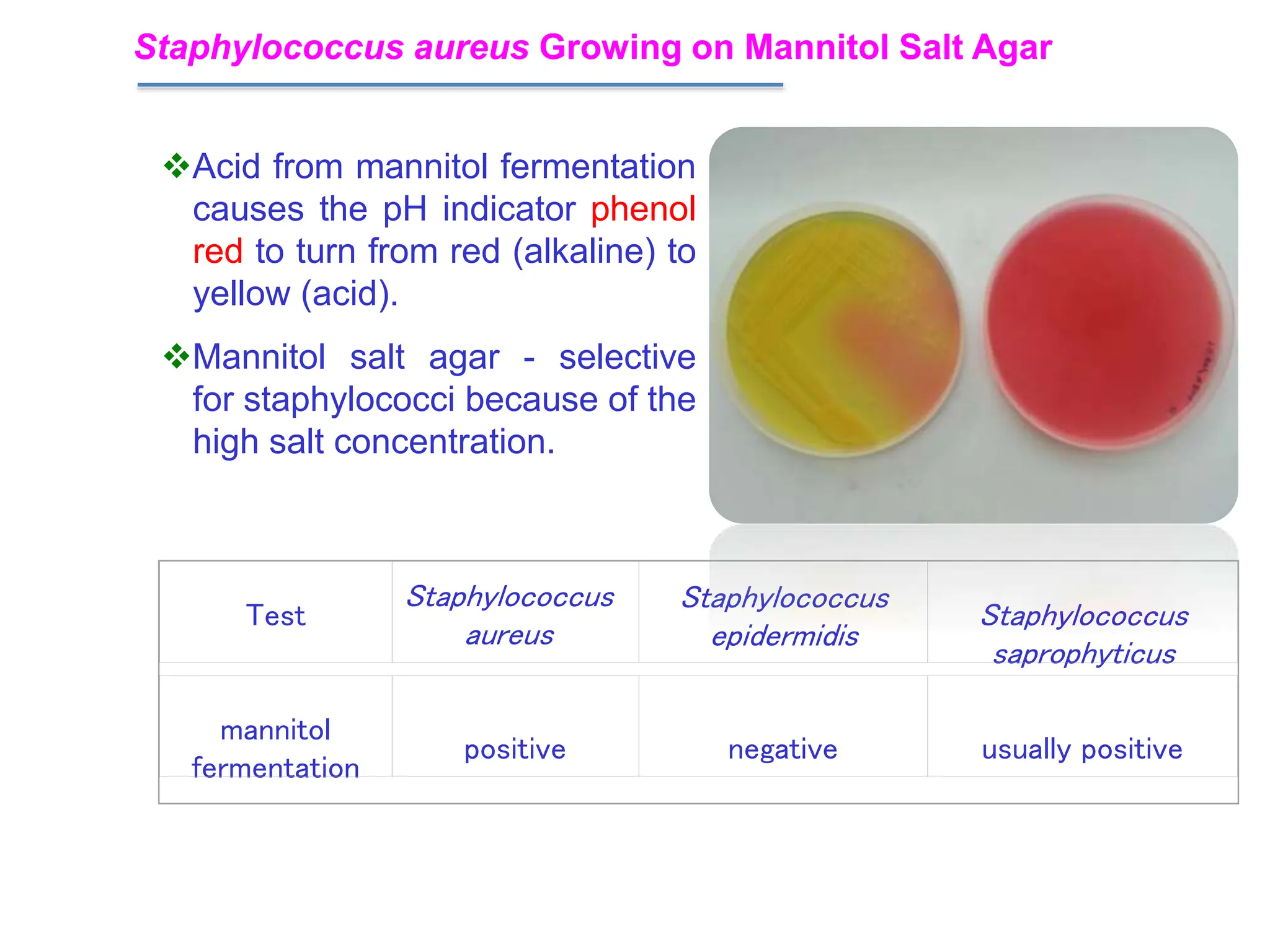 Staphylococcus.ppt veterinary microbiology | PPT