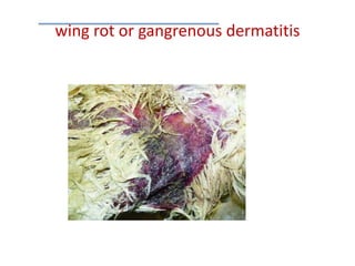 Staphylococcus.ppt veterinary microbiology | PPT