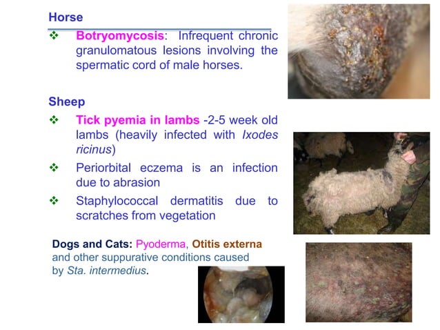 Staphylococcus.ppt veterinary microbiology | PPT