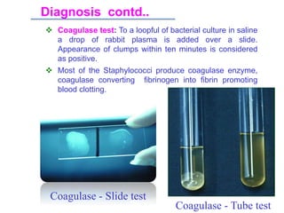 Staphylococcus.ppt veterinary microbiology | PPT