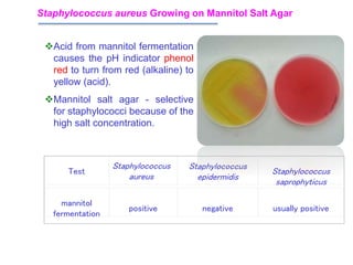 Staphylococcus.ppt veterinary microbiology | PPT