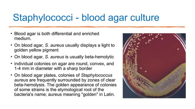 Staphylococcus Pptx