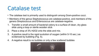 STAPHYLOCOCCUS .pptx