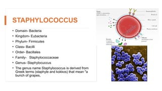 STAPHYLOCOCCUS .pptx