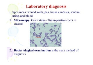 STAPHYLOCOCCUS.spp. (3).pdfSTAPHYLOCOCCUS MICROBIOLOGICAL ...
