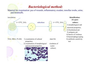 STAPHYLOCOCCUS.spp. (3).pdfSTAPHYLOCOCCUS MICROBIOLOGICAL ...