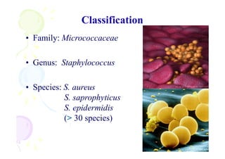 STAPHYLOCOCCUS.spp. (3).pdfSTAPHYLOCOCCUS MICROBIOLOGICAL ...