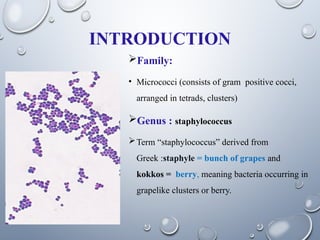 staphylococcus bacteria all information. | PPTX