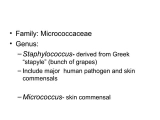 staphylococcus. ppt | PPT