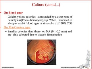 staphylococcus-256712602.pdf