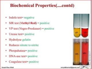 staphylococcus-256712602.pdf