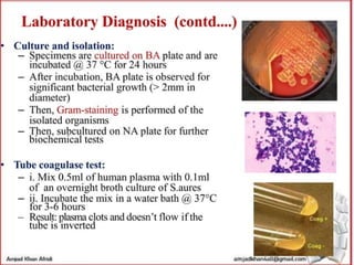 staphylococcus-256712602.pdf