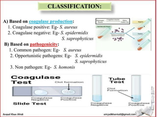 staphylococcus-256712602.pdf