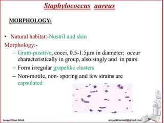 staphylococcus-256712602.pdf