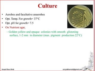 staphylococcus-256712602.pdf