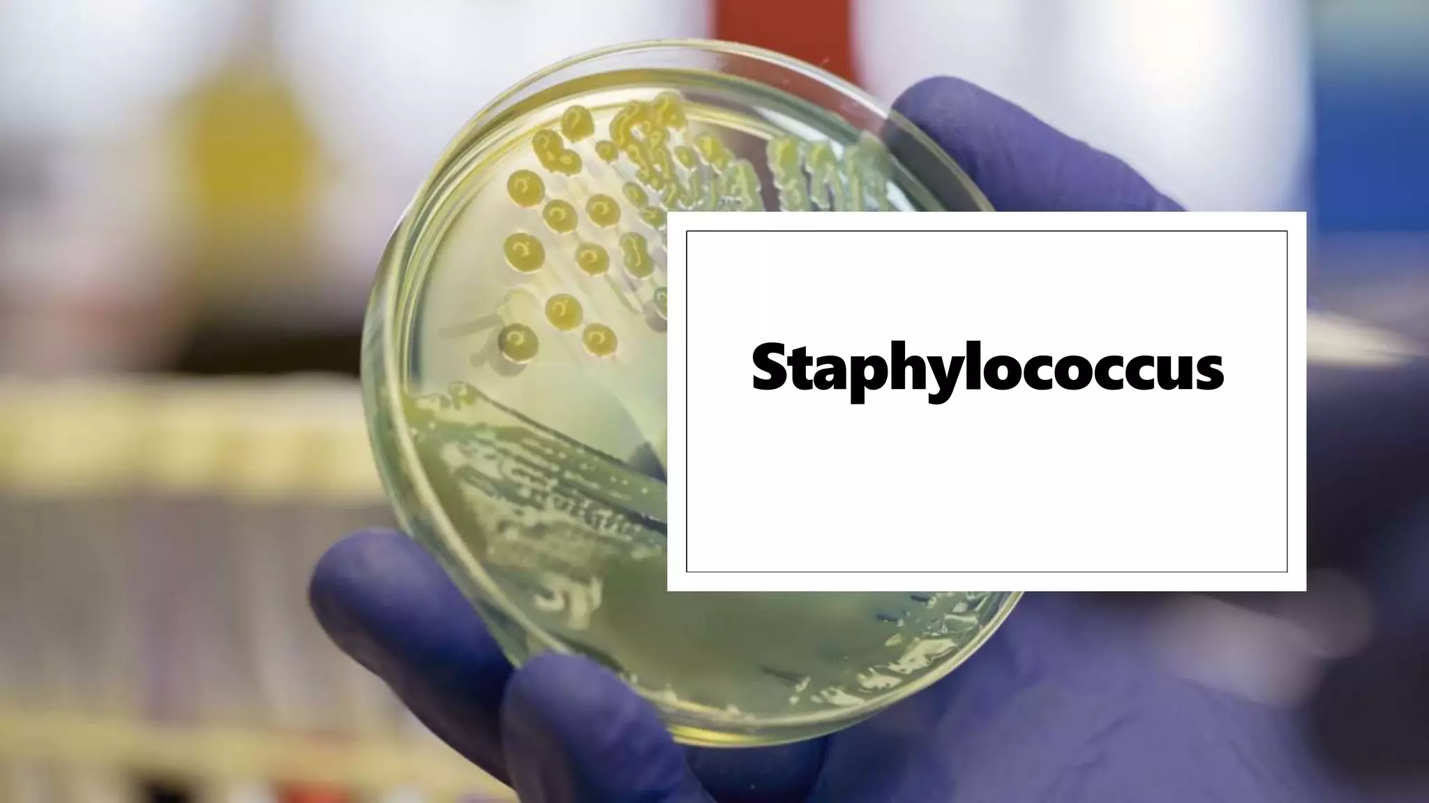 Staphylococcus Dr.Ashna Ajimsha | PPTX | Chemistry | Science