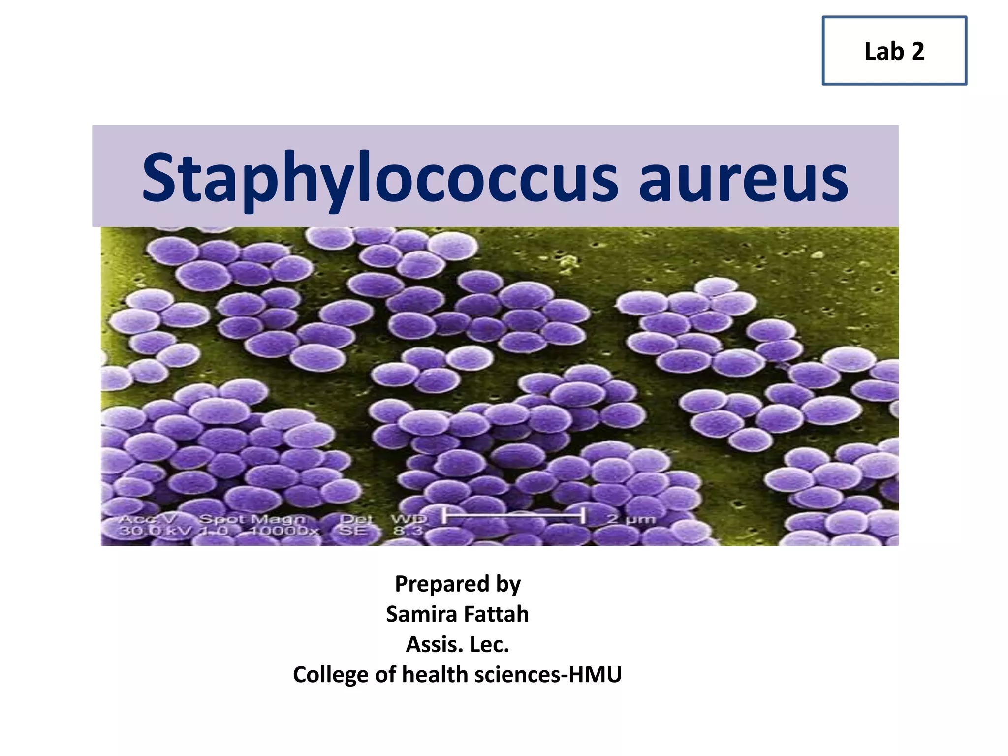 Staphylococcus aureus | PPTX