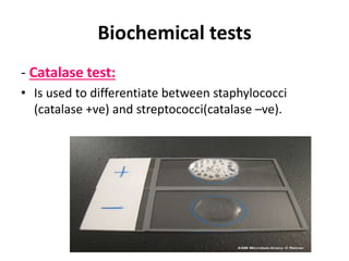 Staphylococcus aureus | PPTX