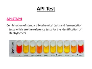 Staphylococcus aureus | PPTX