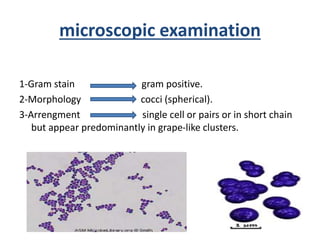 Staphylococcus aureus | PPTX