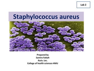 Staphylococcus Aureus