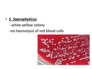 Staphylococcus Saprophyticus Colony Morphology