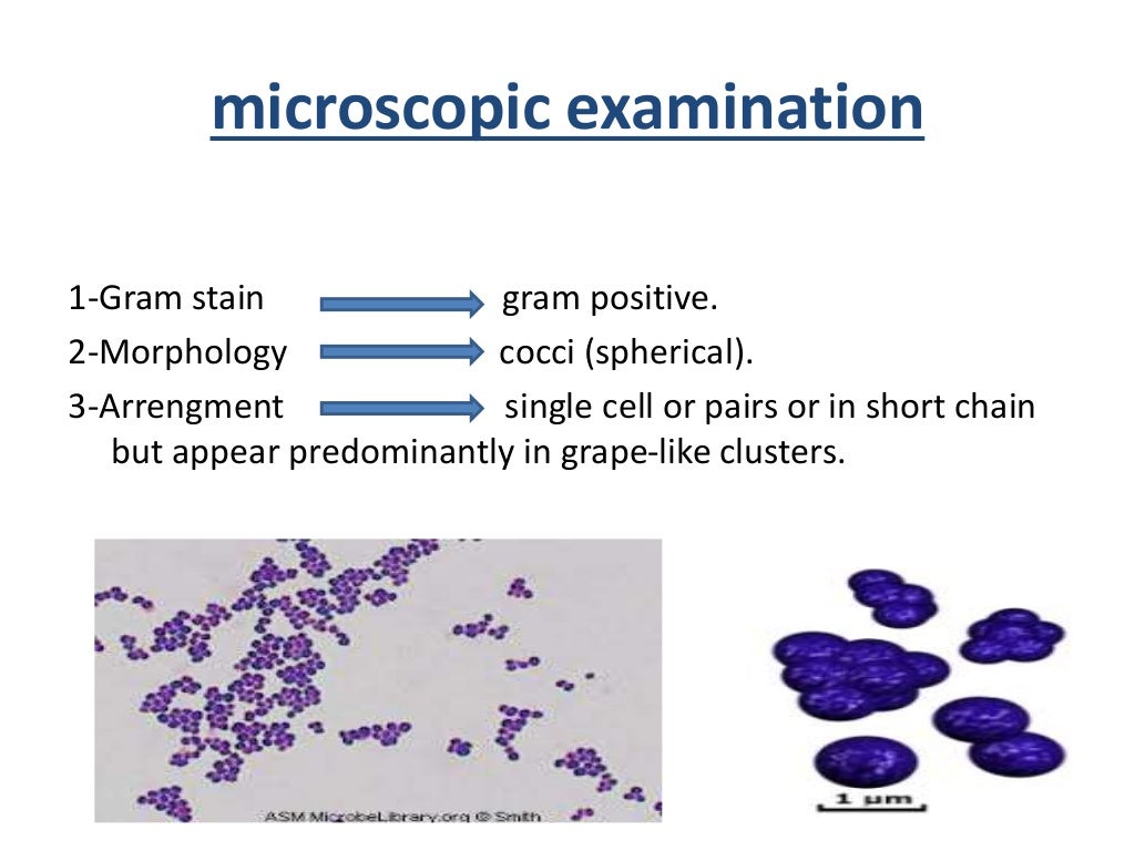 Staphylococcus Aureus Morphology Identification