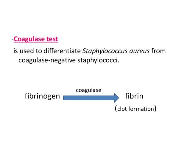 Staphylococcus aureus