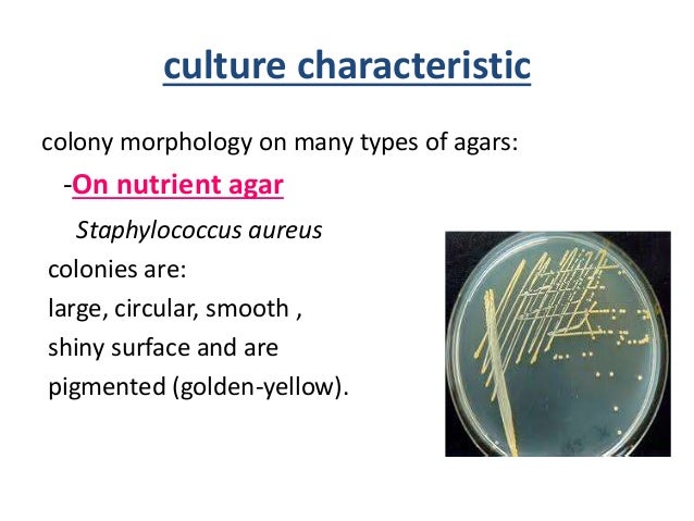 Staphylococcus Aureus Morphology Identification