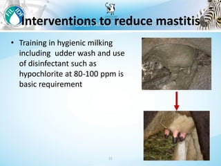 Management to prevent Staphylococcus aureus mastitis in small-scale ...