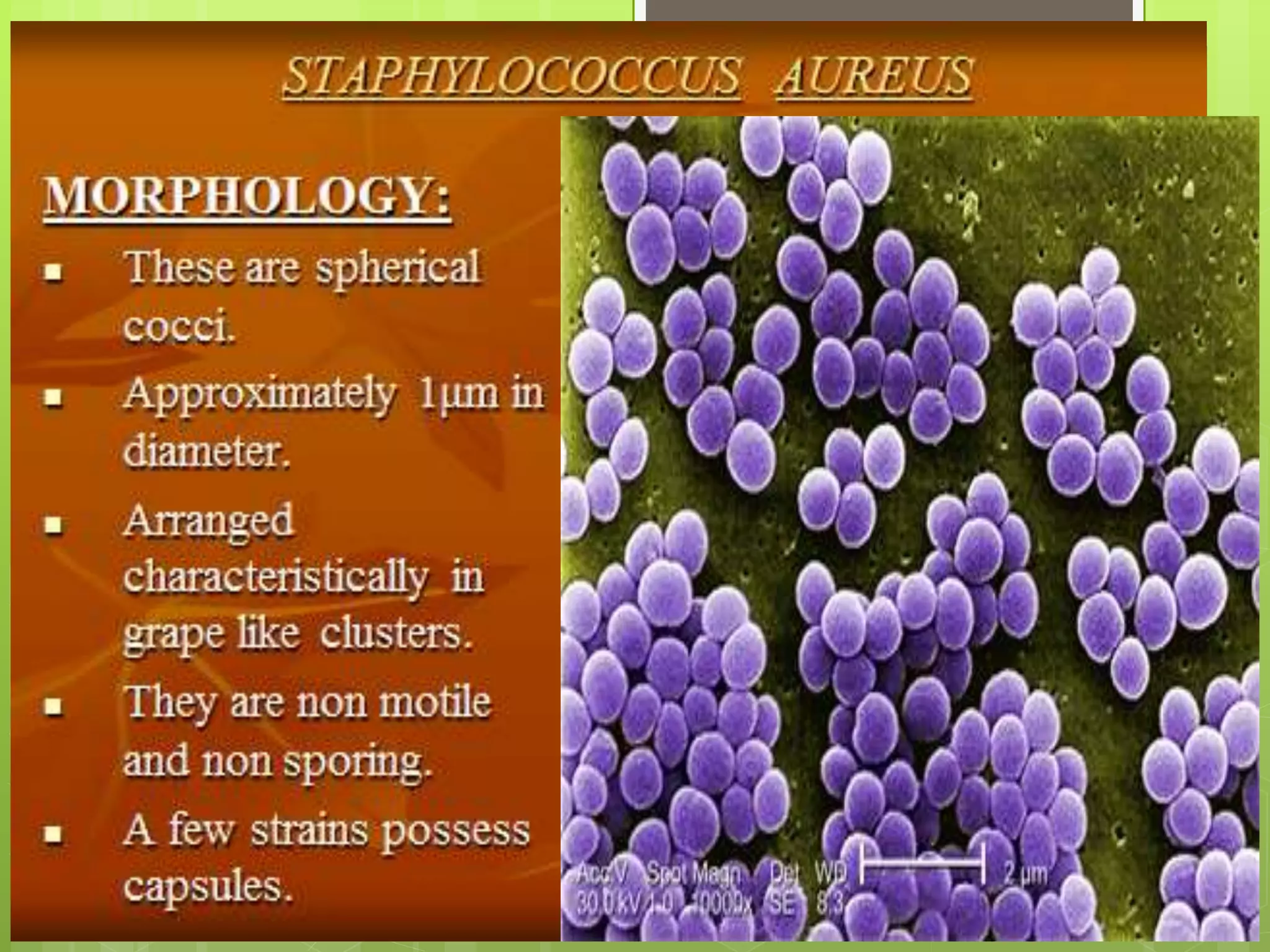 Staphylococcus bacteria | PPT