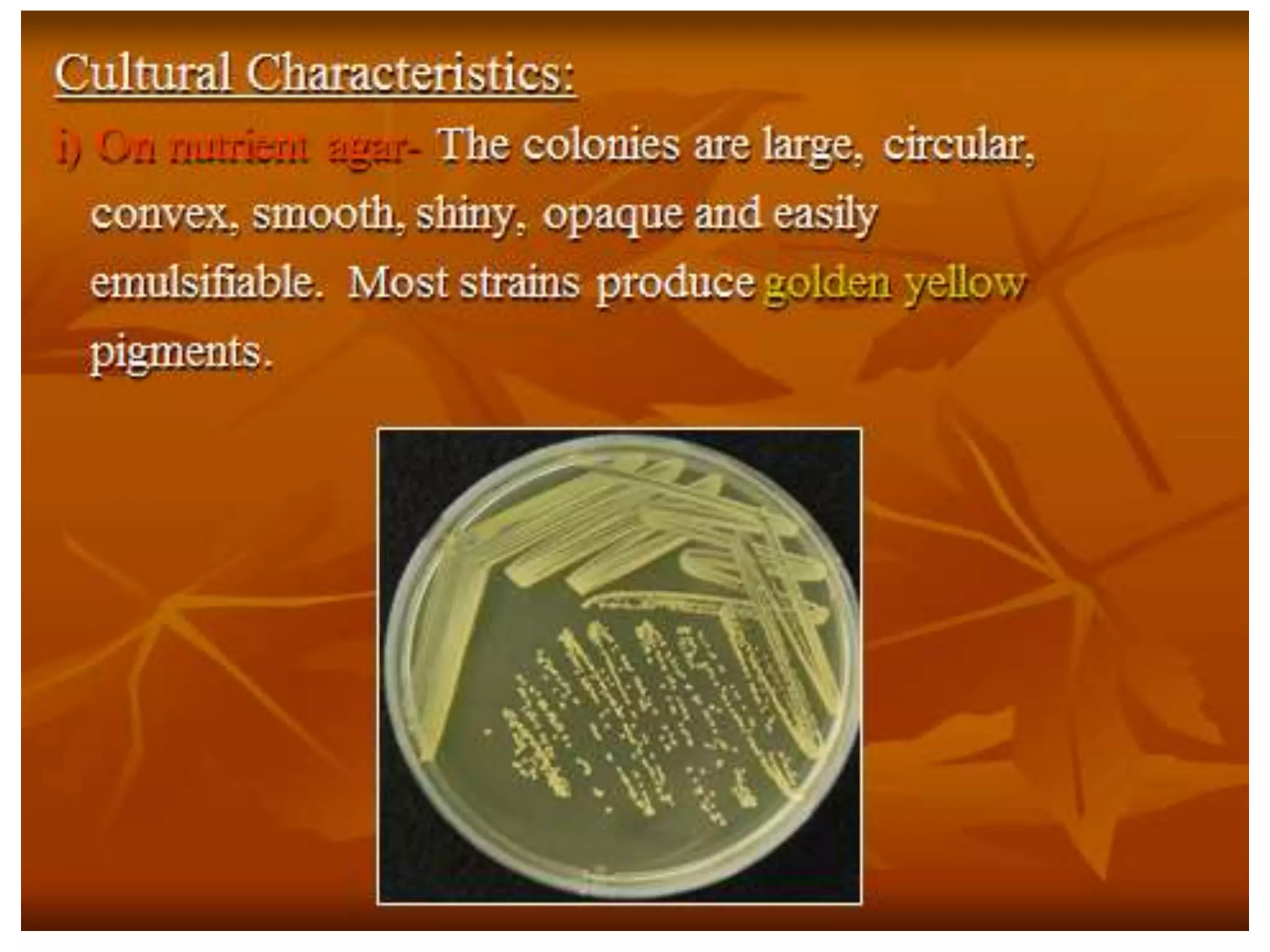 Staphylococcus bacteria | PPT