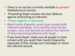 Staphylococcus bacteria | PPT