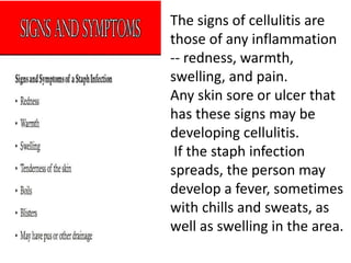 Staphylococcus bacteria | PPT