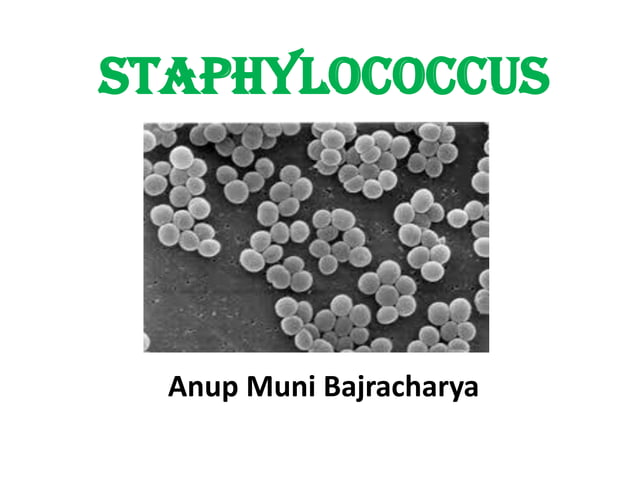 Staphylococcus | PDF